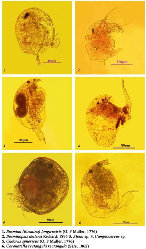 Cladoceran Diversity, Distribution and Ecological Significance ...