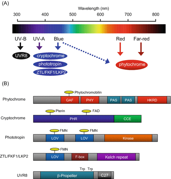 Light Acts as a Signal for Regulation of Growth and Development ...