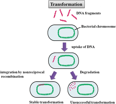 Genetically Modified Organisms (GMOs) and Environment | SpringerLink