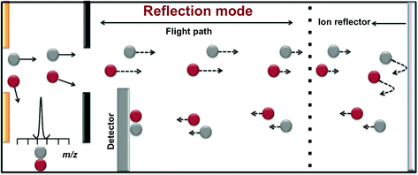 Principles and Mechanism of MALDI-ToF-MS Analysis | SpringerLink