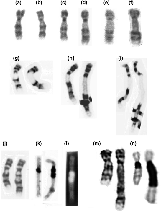 Chromosome Heteromorphism (Summaries) | SpringerLink
