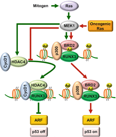 RUNX3 and p53: How Two Tumor Suppressors Cooperate Against Oncogenic Ras? | SpringerLink
