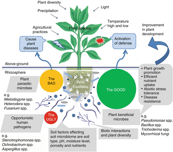 The Good, the Bad, and the Ugly of Rhizosphere Microbiome | SpringerLink