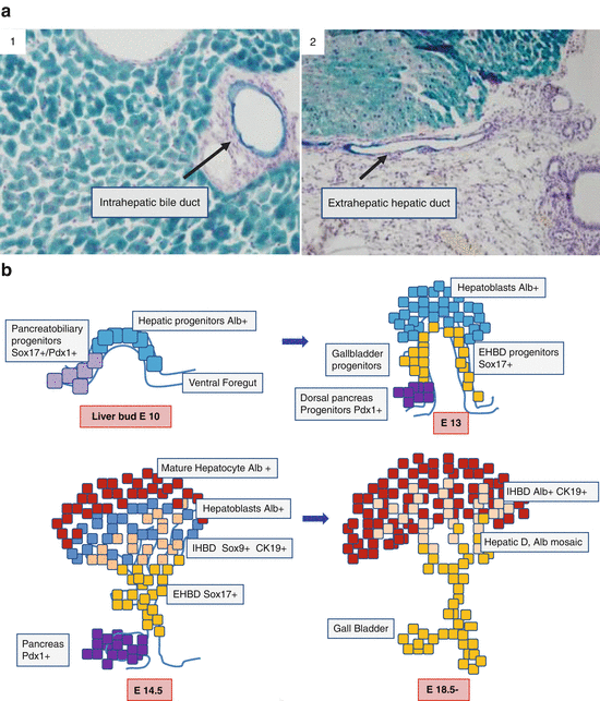 Development and Anatomy of the Bile Duct | SpringerLink