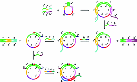 Logic Gate Based on Circular DNA Structure with Strand Displacement ...