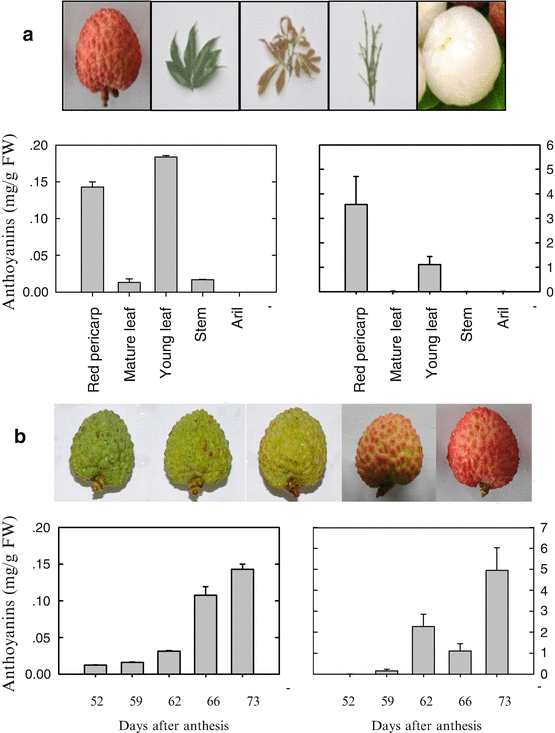 Litchi Fruit Set, Development, and Maturation | SpringerLink