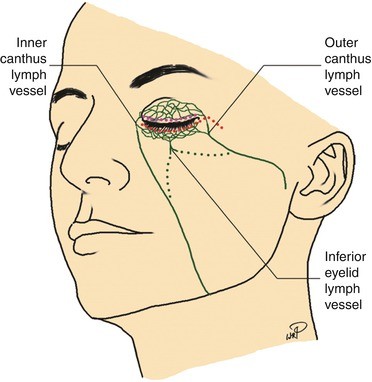 Lymphatic Anatomy and Clinical Implications | SpringerLink