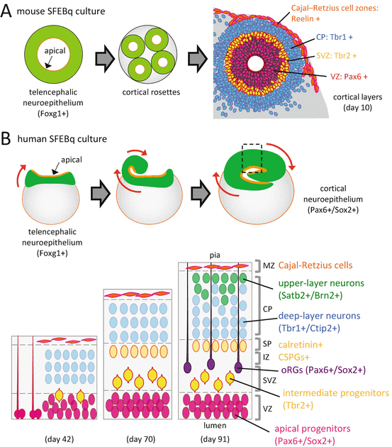 Telencephalic Tissue Formation in 3D Stem Cell Culture | SpringerLink