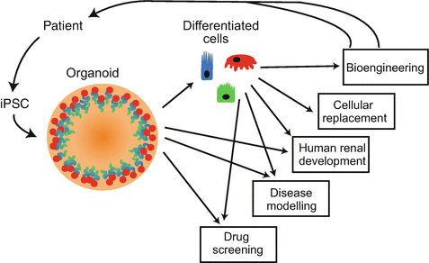 Recapitulating Development to Generate Kidney Organoid Cultures ...