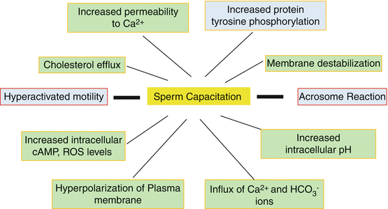 Sperm Capacitation: The Obligate Requirement for Male Fertility ...