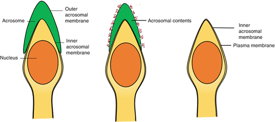 Sperm Capacitation: The Obligate Requirement for Male Fertility ...