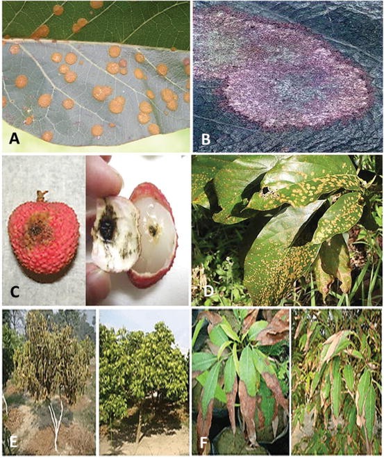Lychee ( Litchi chinensis Sonn.): Pre- and Post-harvest Disease ...