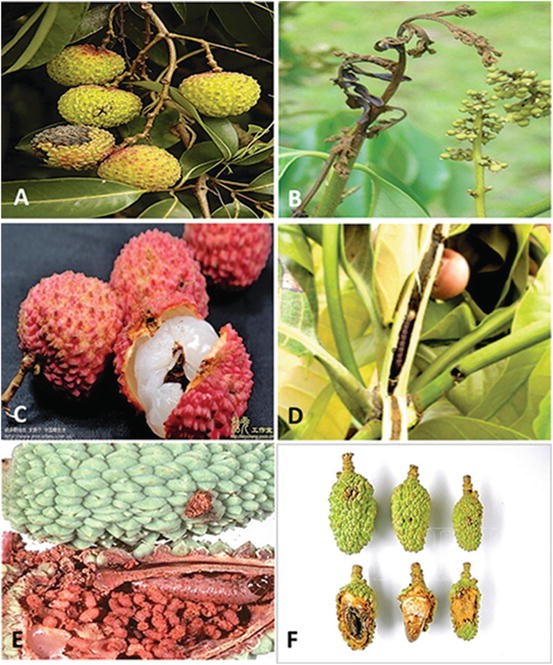 Lychee ( Litchi chinensis Sonn.): Pre- and Post-harvest Disease ...