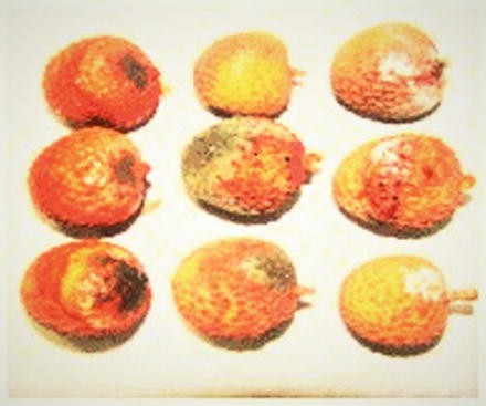 Lychee Diseases and its Viable Control | SpringerLink