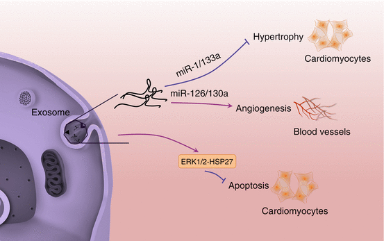 Circulating Exosomes in Cardiovascular Diseases | SpringerLink