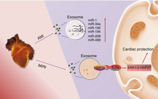 Circulating Exosomes in Cardiovascular Diseases | SpringerLink
