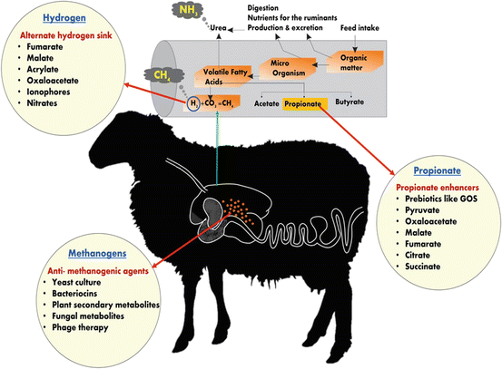 Enteric Methane Emission and Reduction Strategies in Sheep | SpringerLink