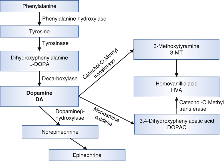 Neurotransmitter Systems: Dopamine | SpringerLink