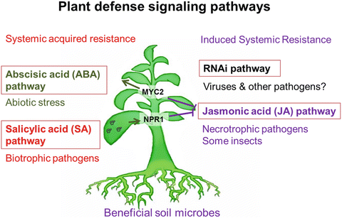 Toward Plant Defense Mechanisms Against Root Pathogens | SpringerLink