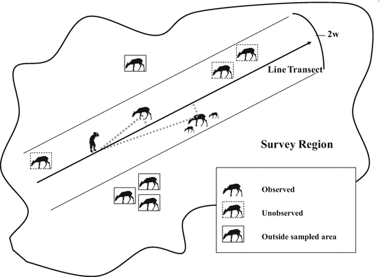 Concepts: Estimating Abundance of Prey Species Using Line Transect ...