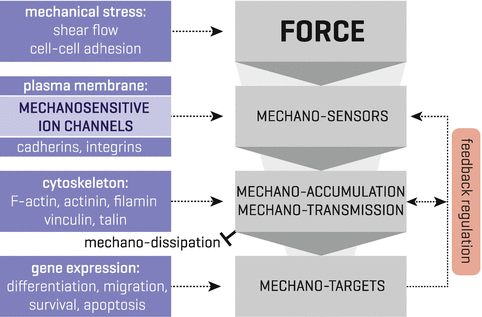 Principles of Mechanosensing at the Membrane Interface | SpringerLink
