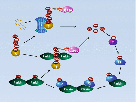 Beyond Deubiquitylation: USP30-Mediated Regulation of Mitochondrial ...