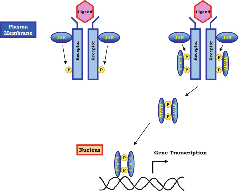 Role of STAT3 in Liver Cancer | SpringerLink