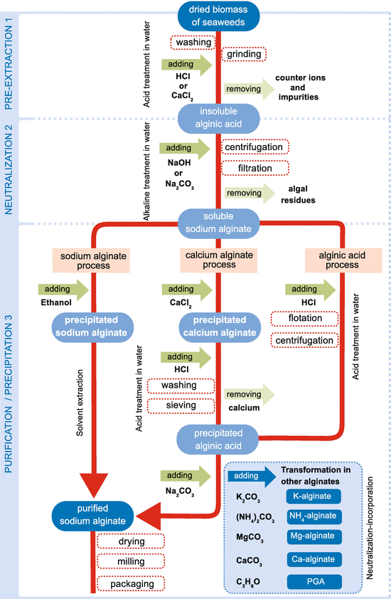 Alginate Production from Marine Macroalgae, with Emphasis on Kelp ...