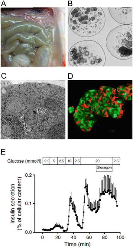 Alginate Microcapsules for Drug Delivery | SpringerLink