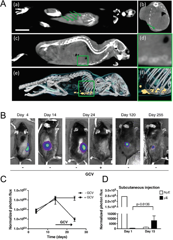 Alginate Microcapsules for Drug Delivery | SpringerLink