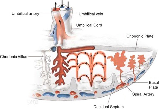 Normal Implantation, Placentation, and Fetal Development | SpringerLink