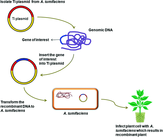 Genetically Modified Organisms and Its Impact on the Enhancement of ...
