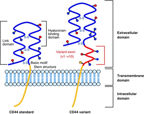 Emerging Role of CD44 Variant 6 in Driving the Metastatic Journey of Ovarian Cancer Stem Cells ...