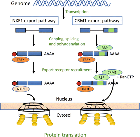 The Production of Recombinant Proteins from Mammalian Cells Using RNA ...