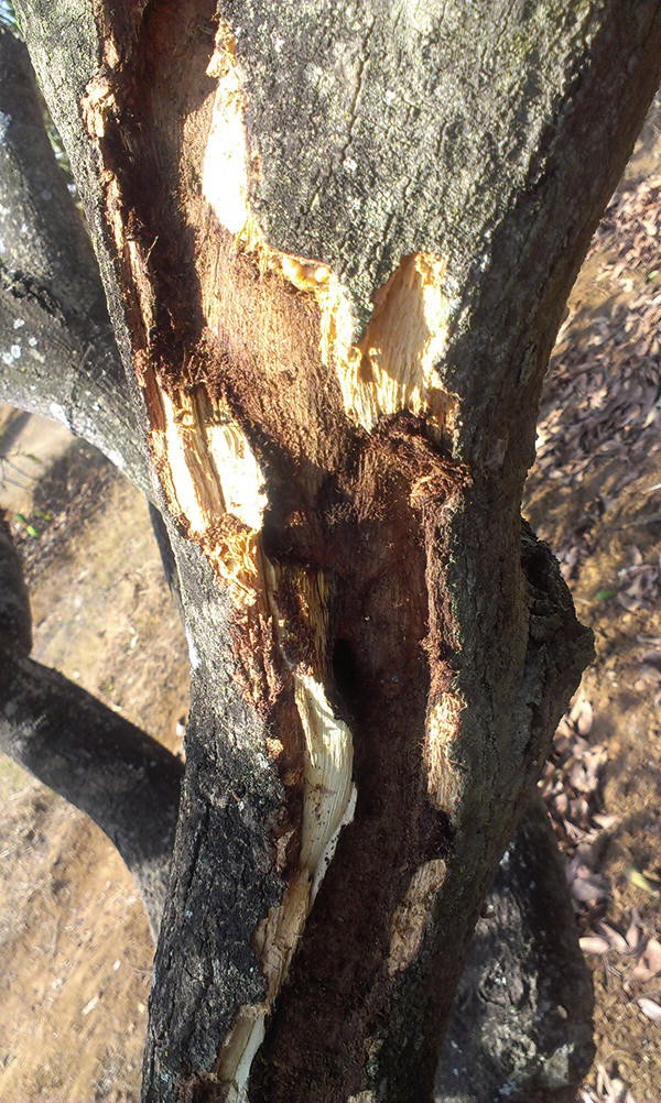 Pests of Mango | SpringerLink