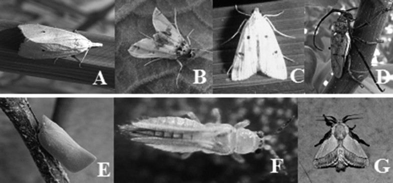 Insect Pest Management | SpringerLink