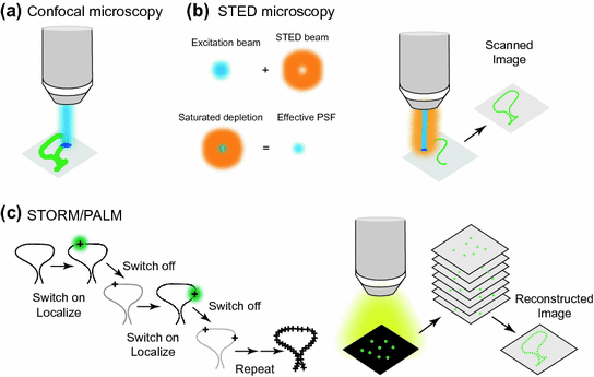 Super-Resolution STED and STORM/PALM Microscopy for Brain Imaging ...