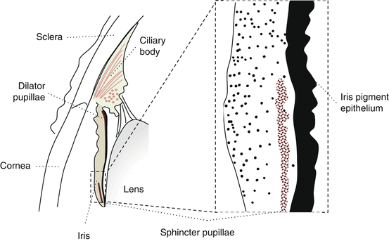 The Iris and Pupil | SpringerLink