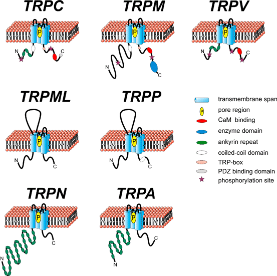 Structure–function relationship of the TRP channel superfamily | SpringerLink