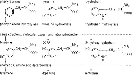 Phenylalanine Hydroxylase, Tyrosine Hydroxylase, and Tryptophan ...
