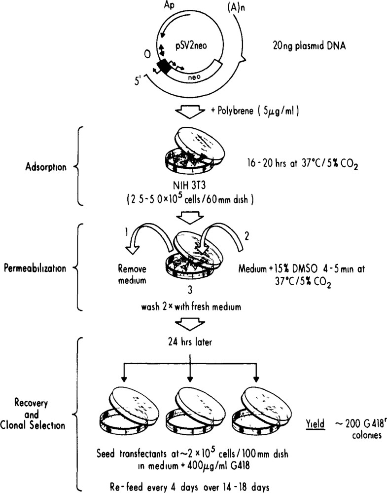 Polybrene/DMSOAssisted Gene Transfer | SpringerLink