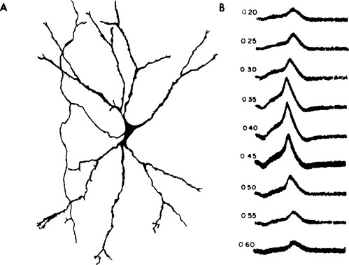 Extracellular Single-Unit Recording Methods | SpringerLink