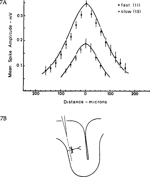 Extracellular Single-Unit Recording Methods | SpringerLink