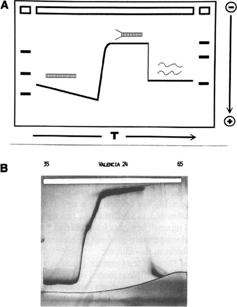 Temperature Gradient Gel Electrophoresis (TGGE) for the Detection of ...