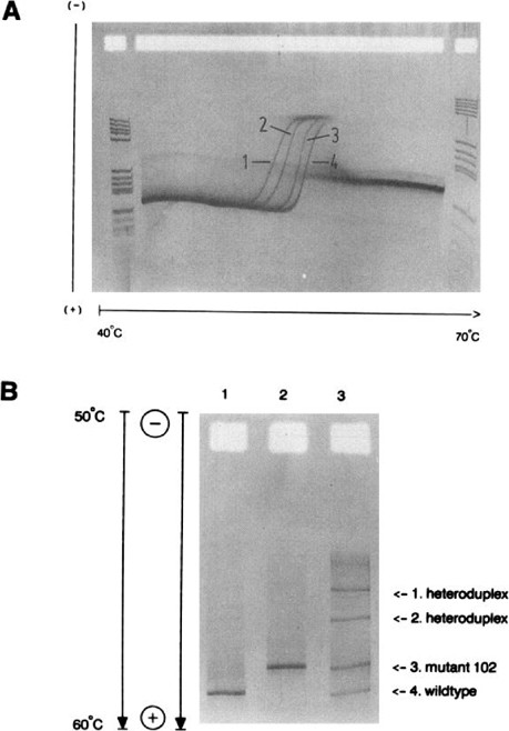 Temperature Gradient Gel Electrophoresis (TGGE) for the Detection of ...