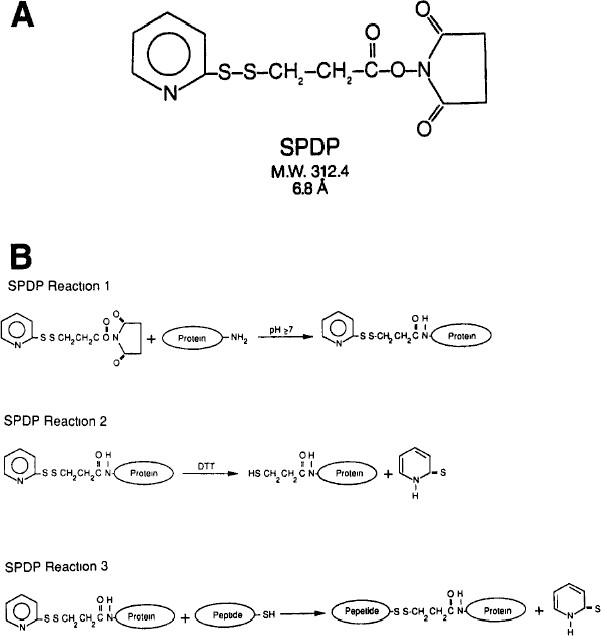 Techniques for Conjugation of Synthetic Peptides to Carrier Molecules ...