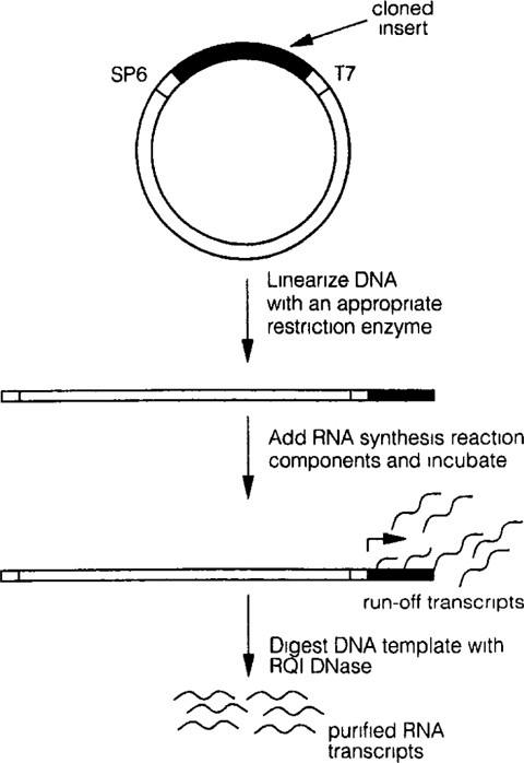 Transcription In Vitro Using Bacteriophage RNA Polymerases | SpringerLink