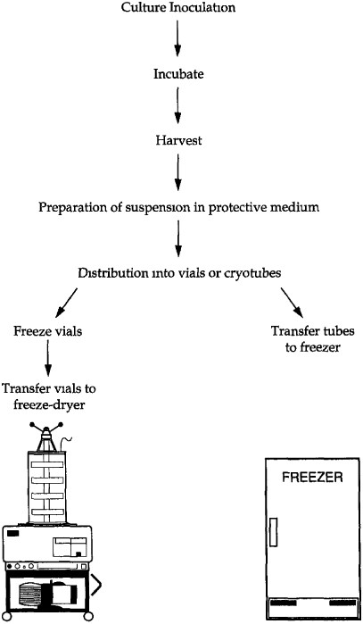 Freeze-Drying and Cryopreservation of Bacteria | SpringerLink