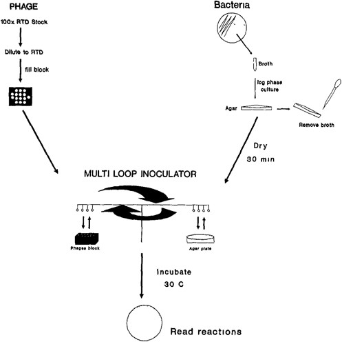 Bacteriophage Typing | SpringerLink
