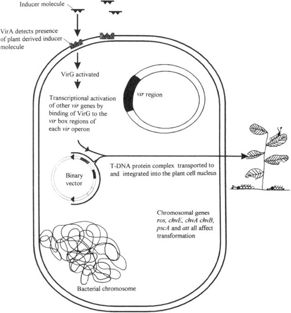 Agrobacterium Virulence | SpringerLink